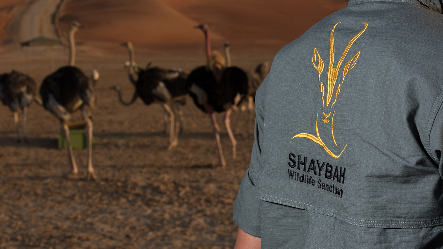Shaybah wildlife sanctuary | Aramco China